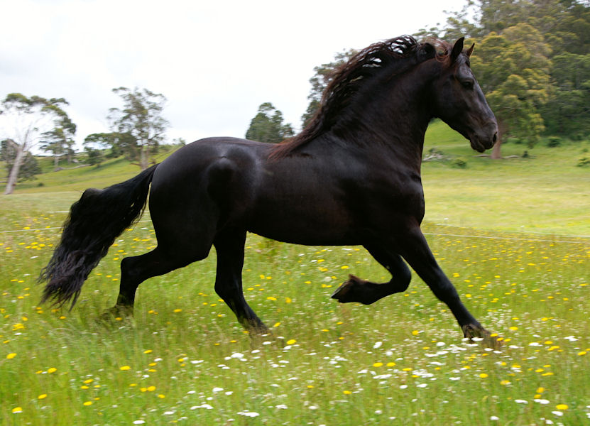 Friesian Horse Running