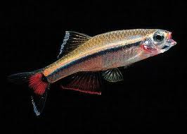 Tanichthys micagemmae: Tanichthys micagemmae