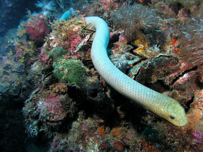 Animal Unique: Sea Snake