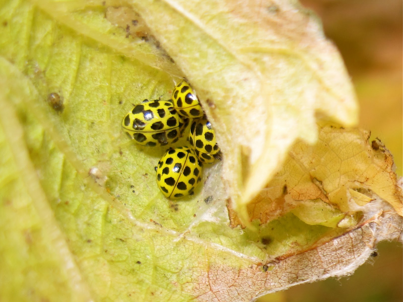 BugBlog: Leaf sleepers