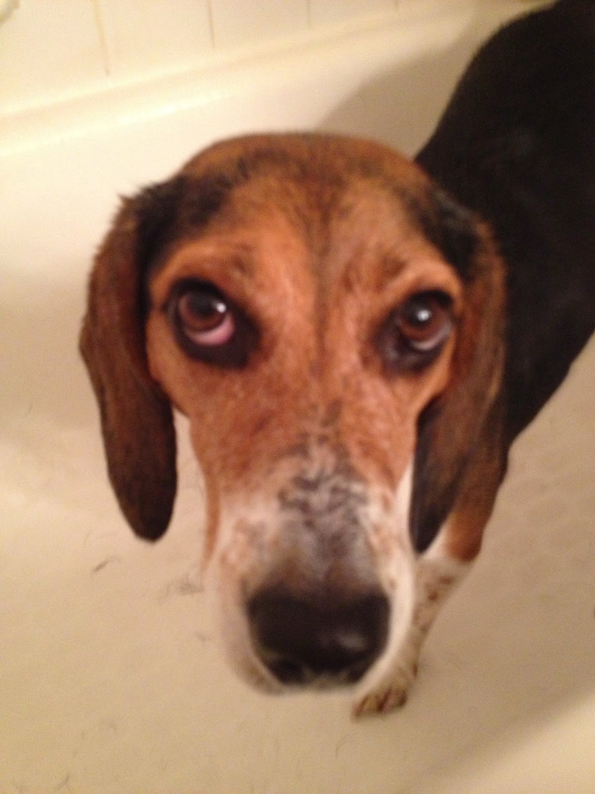 Life With Beagle: Stinky beagles? Smell it and weep, it might be true