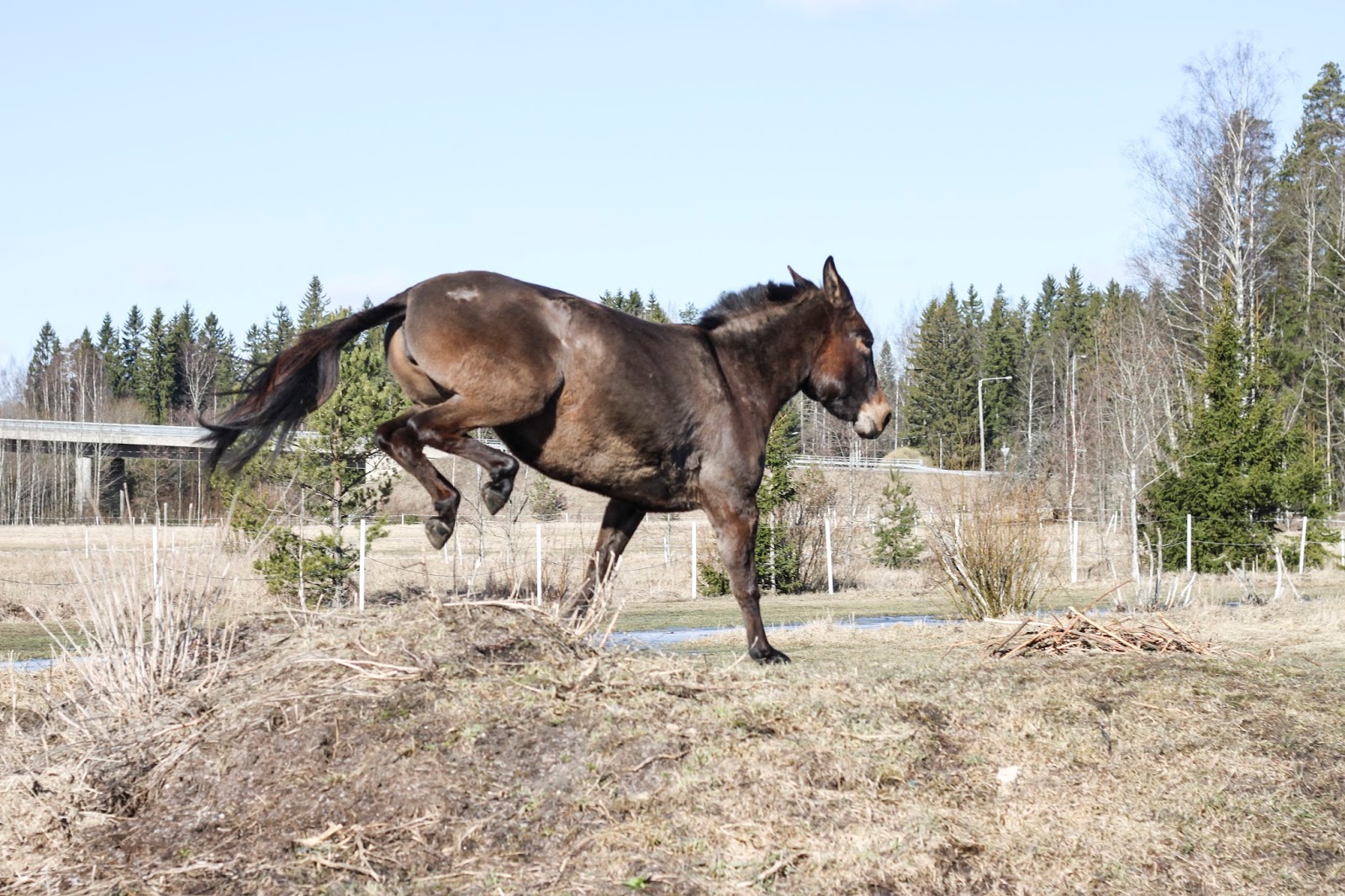 Muuliprojekti: maaliskuuta 2017