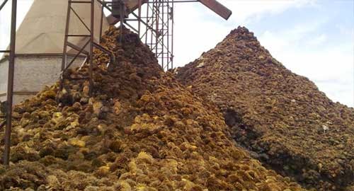 LOKAL: MANFAAT TANDAN KOSONG KELAPA SAWIT