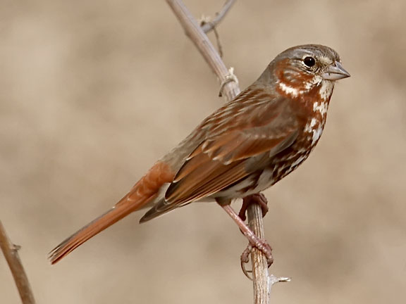 Ecobirder: Fox Sparrow