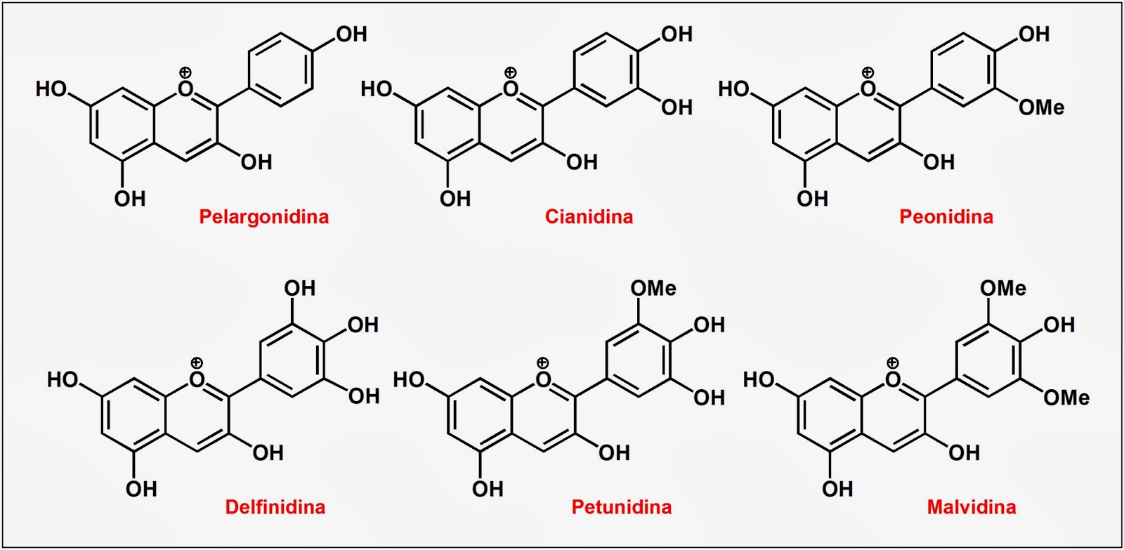 UBUScientia: Antocianinas, los otros pigmentos del reino vegetal