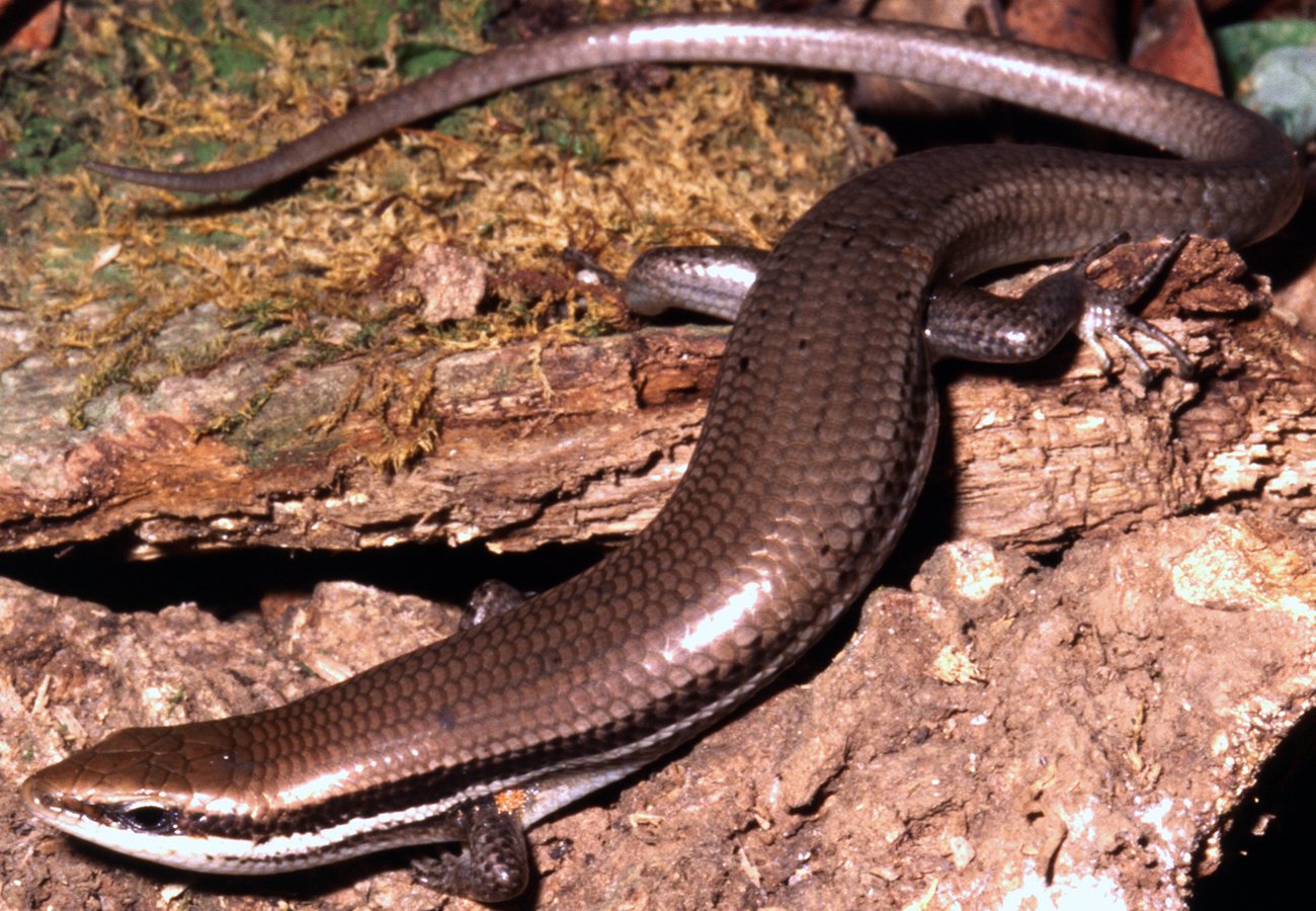 Species New to Science: [Herpetology • 2020] A Morphological and ...