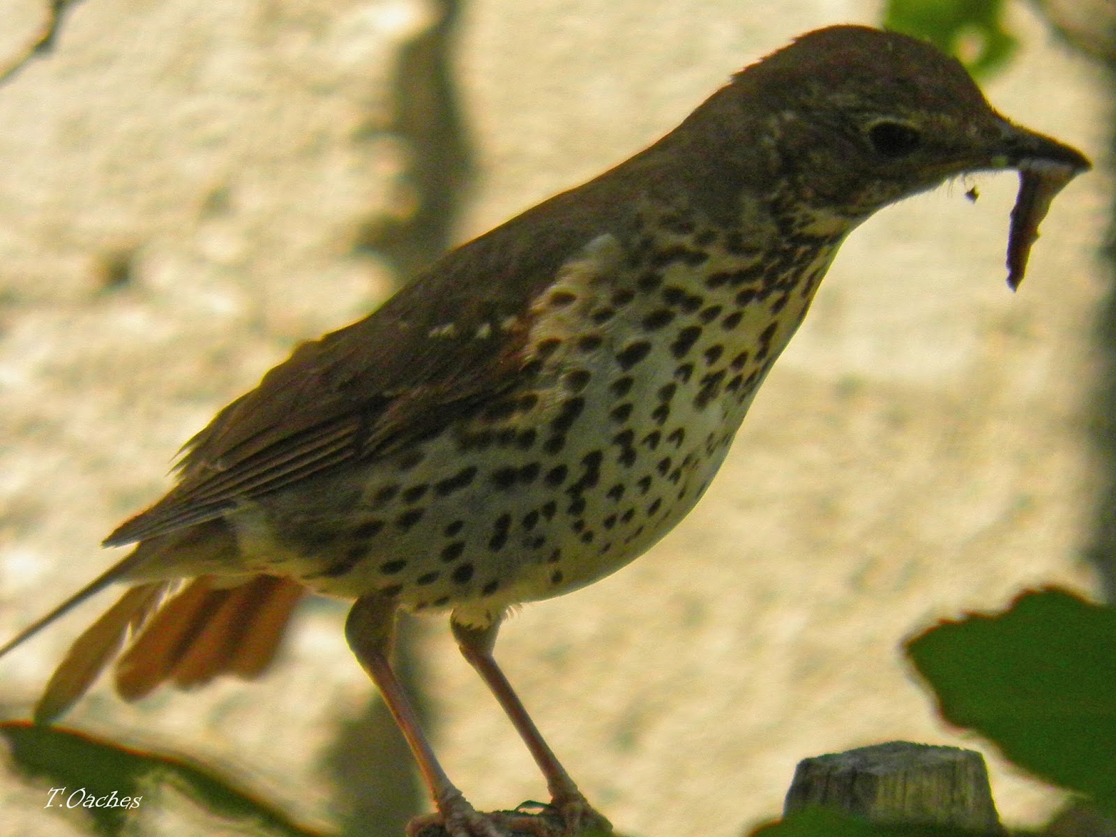 PASARI DIN ROMANIA: STURZ CANTATOR, Turdus philomelos