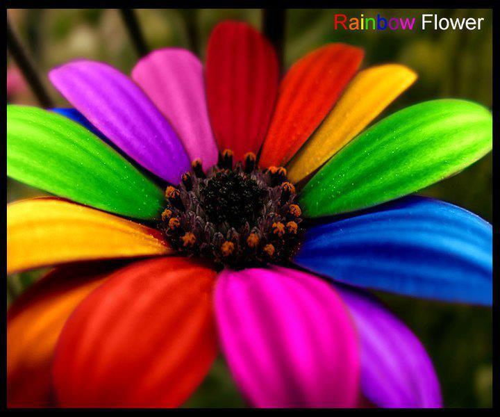 Color Of Life Pic's 2013 - CoOl AnD StYlIsH Dp On Fb