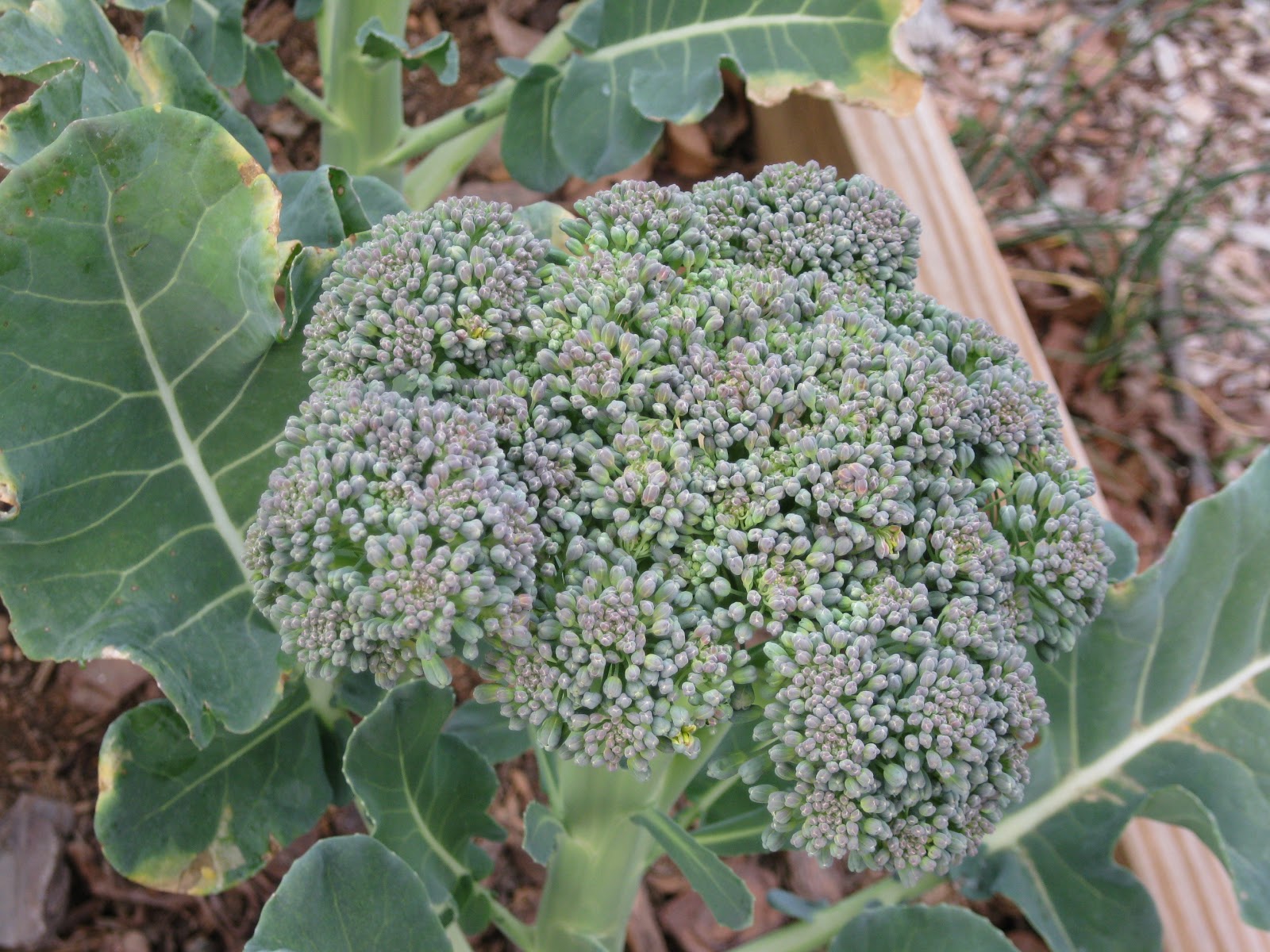 Green Meadows Community Garden: Broccoli - ready for eating, ready to bolt