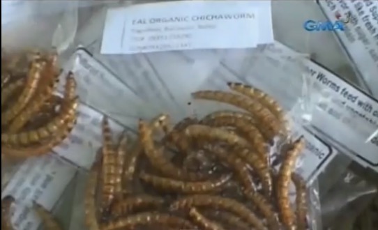 Cooking in Small Spaces: FOOD IN THE NEWS: CHICHAWORM