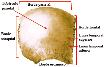 Morfofunción: Cabeza y cuello: Parietal
