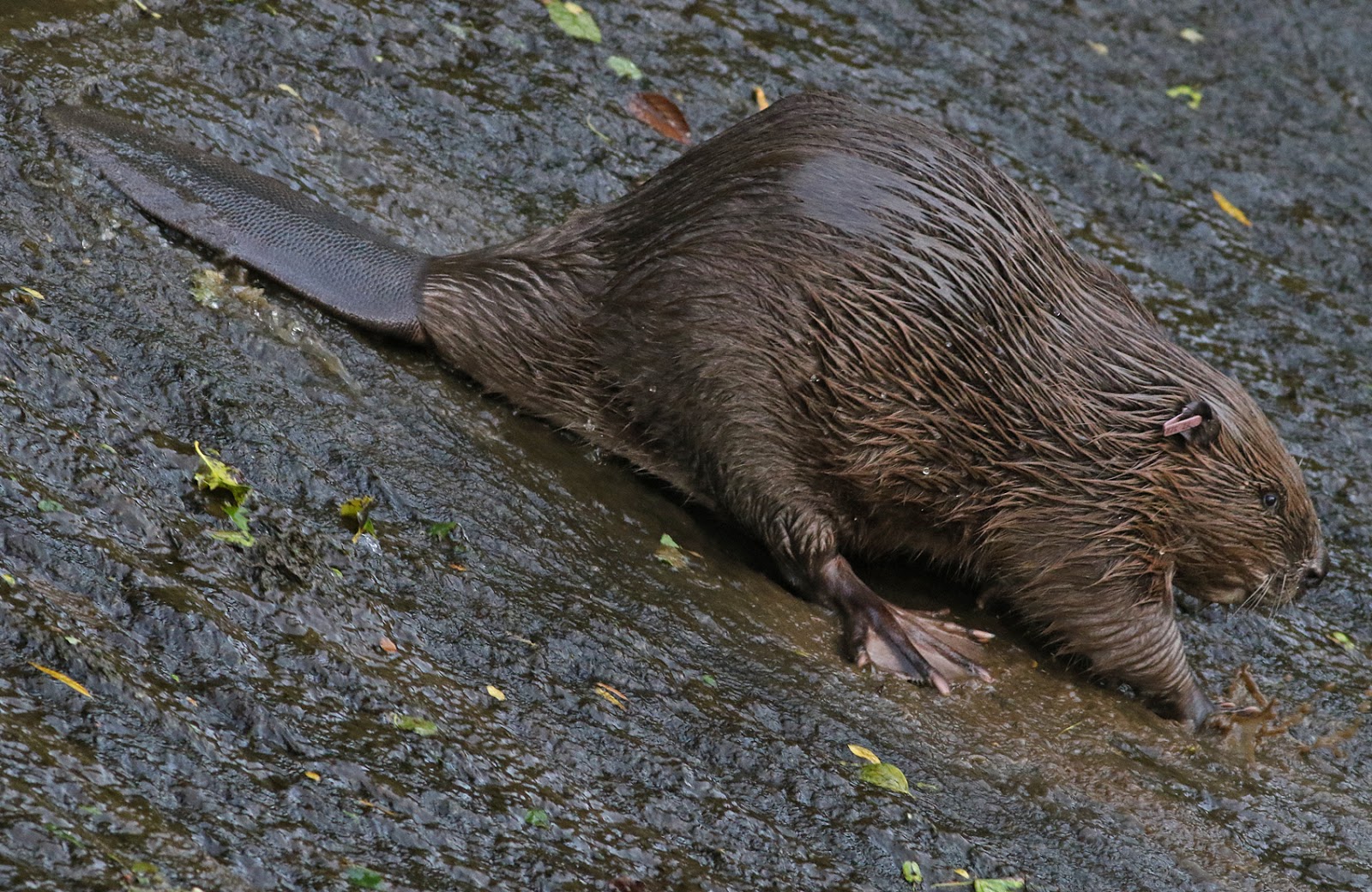 Cream Tea Birding: Beaver Slide!