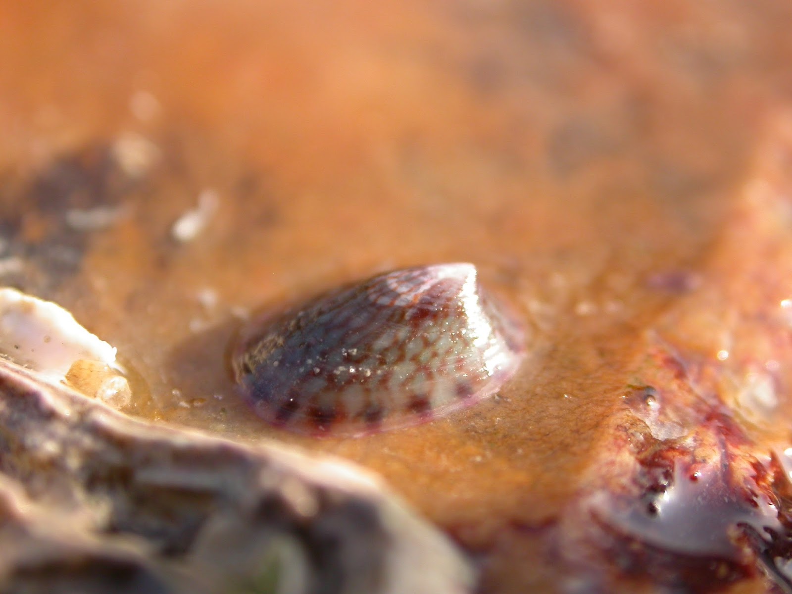 When fish have antlers | Sussex Wildlife Trust