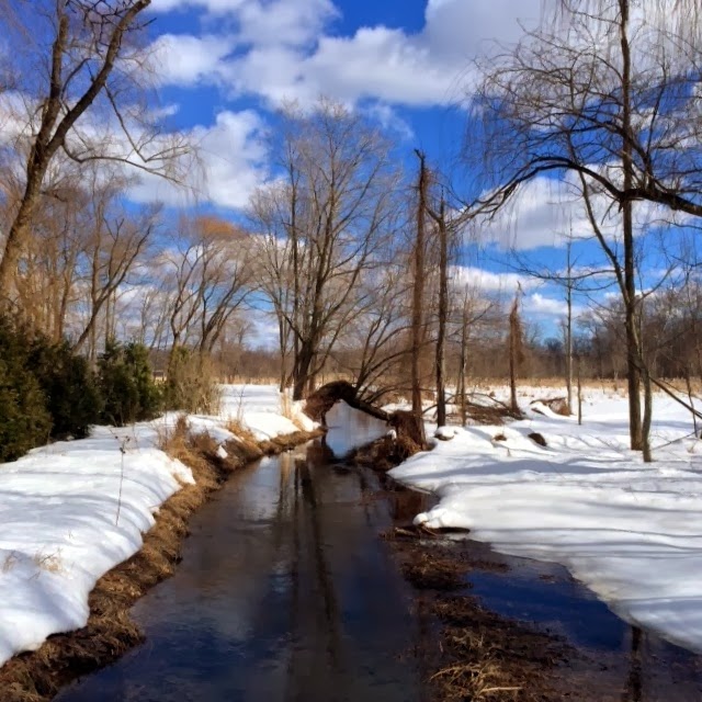 Content in a Cottage: Great Swamp Stream Yesterday