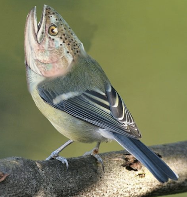 Ceramics: Animal Morph