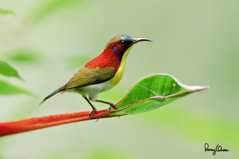 Romy Ocon's Wild Birds of the Philippines: The really handsome Handsome ...