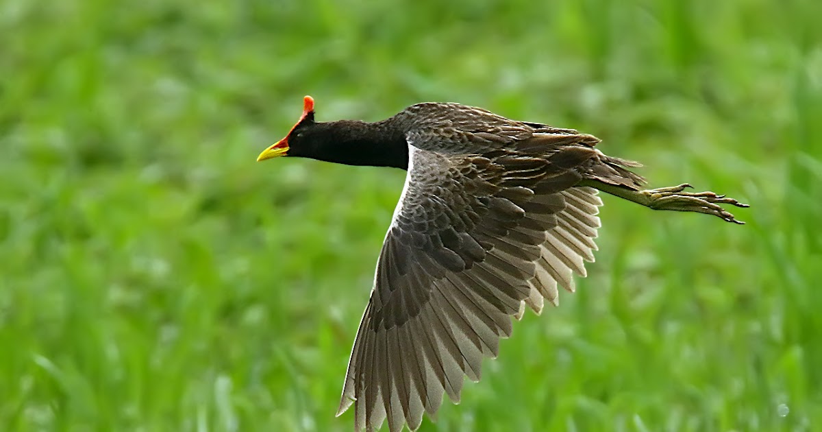 Watercock (Male) | YuGWoRLD