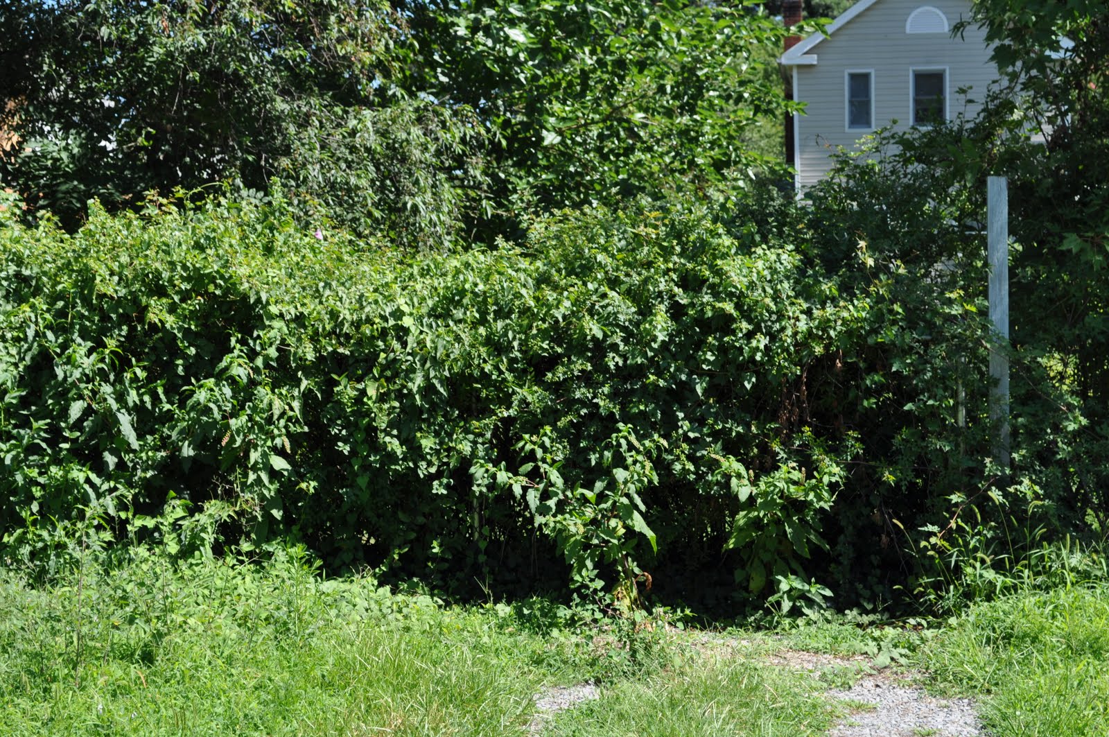 Superoceras: Backyard Botany: Invasive vines