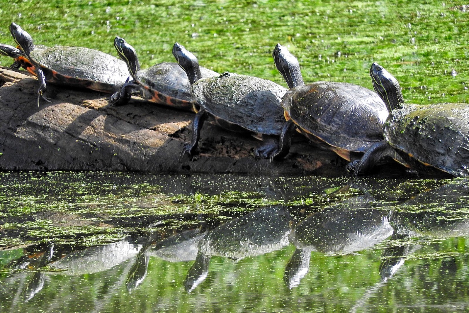 Terrierman's Daily Dose: Turtles Catching the Last Rays of September