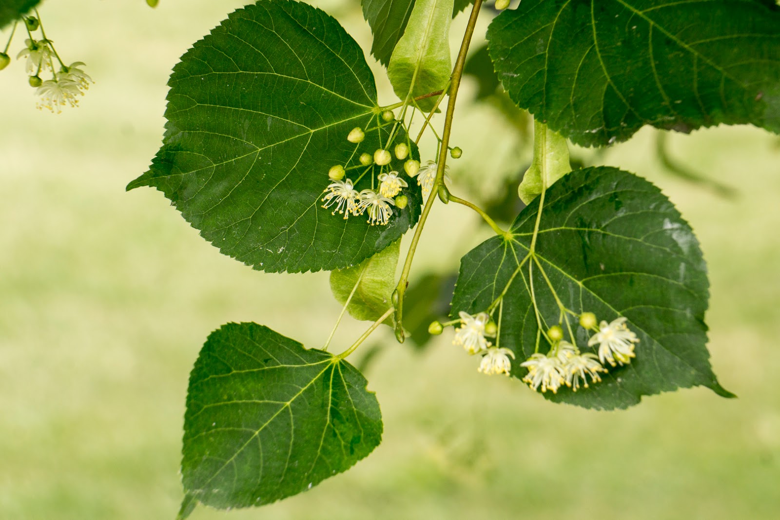 Plantas de Huerta Otea, Salamanca: Tilo (Tilia cordata)