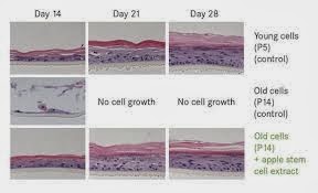 RUBY PYNOCARE WHITE: PHYTOSCIENCE DOUBLE STEMCELL