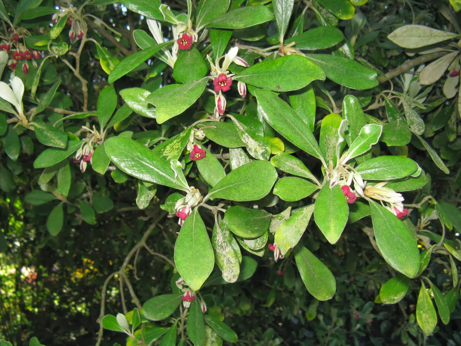 Trees of Santa Cruz County: Pittosporum crassifolium - Karo