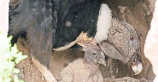 Salvar animales en extinción