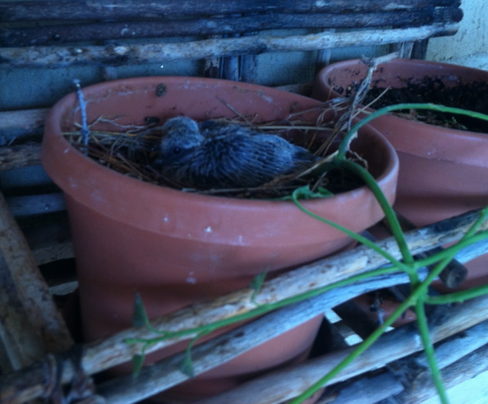 Tucson Daily Photo ~: Another batch has hatched!