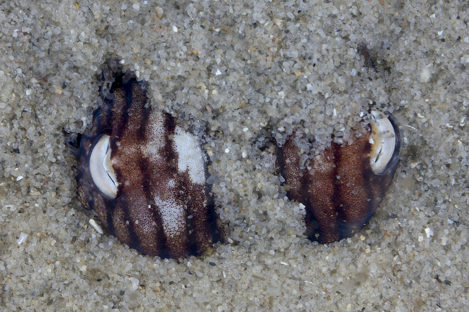 Real Monstrosities: Pyjama Striped Squid