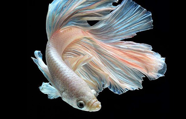 Art et glam: Visarute Angkatavanich, le photographe qui saisit la grâce ...