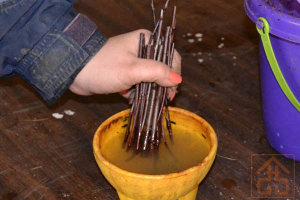 The most complete method of Rooting Cuttings