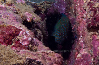 Off the beaten Track : Underwater Life: The last thing a glass fish sees