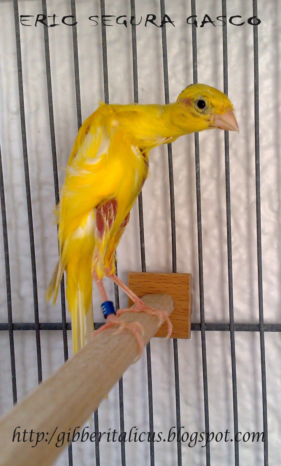 GIBBER ITALICUS: Gibber Italicus 2011