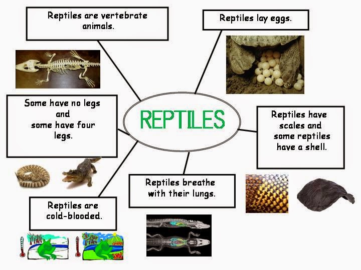 Science and Physical Education: Vertebrate animals: Mammals, birds ...