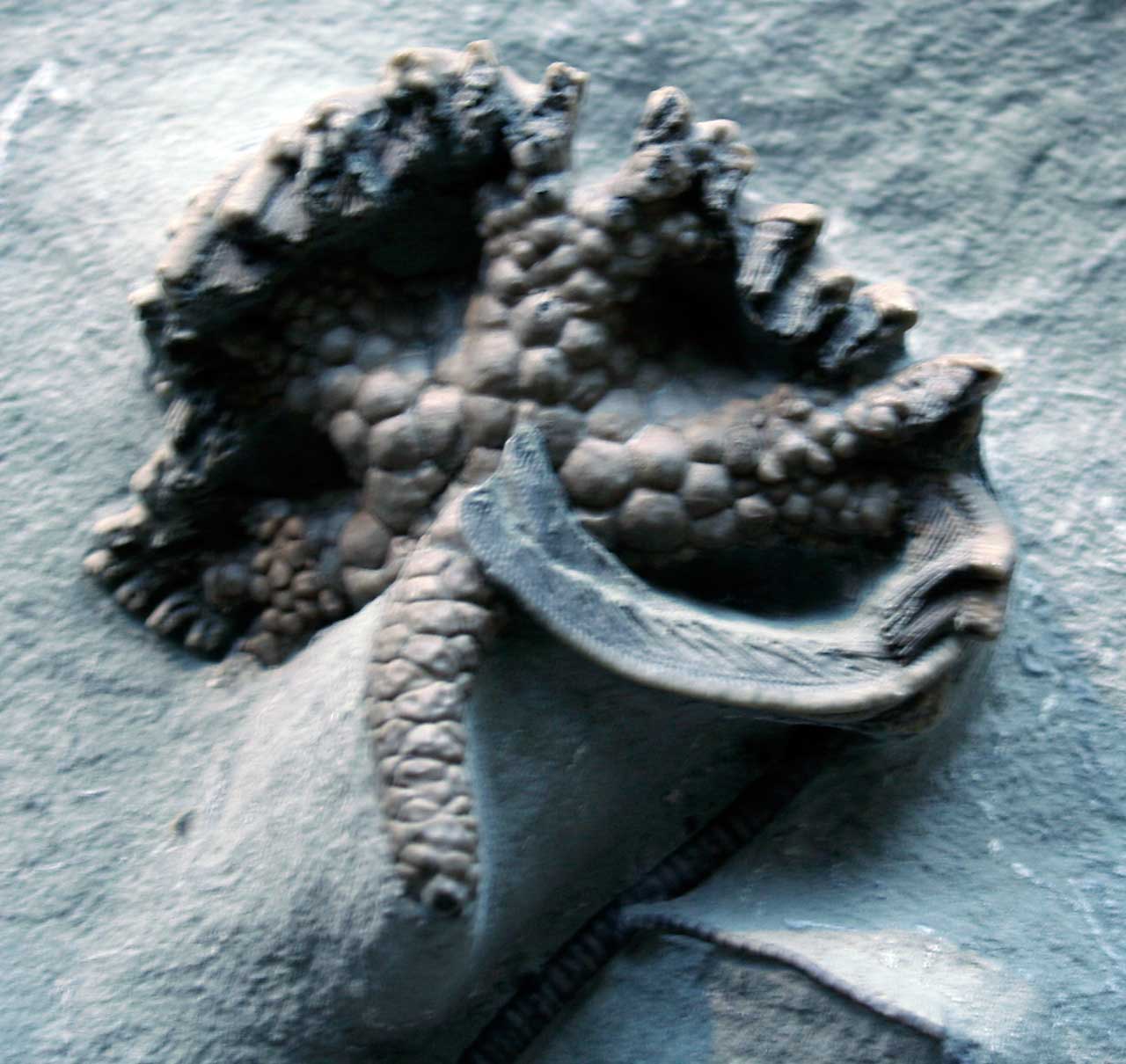 Louisville Fossils and Beyond: Abatocrinus grandis Crinoid