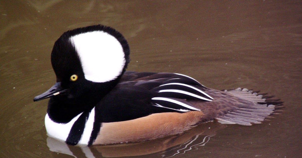 Professor P.Brain's blog: Danger Duck