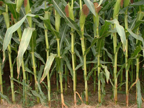 Kilimo bora cha Mahindi (Growing Maize)