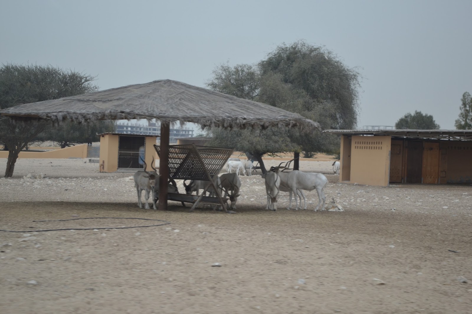 Al Areen Wildlife Park and Reserve- The Perfect Outdoor Spot