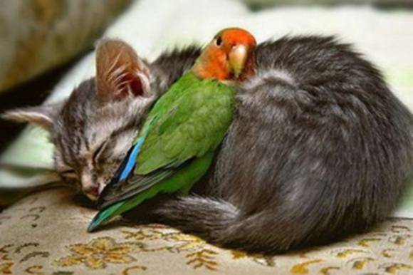 Amaizing Animal Facts: Animals Friendship Pictures