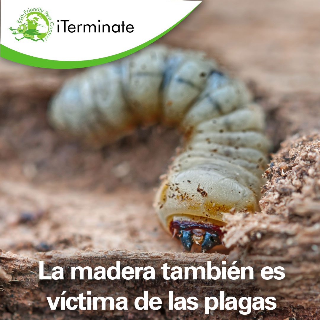 iTerminate: Plagas en la madera: hongos e insectos