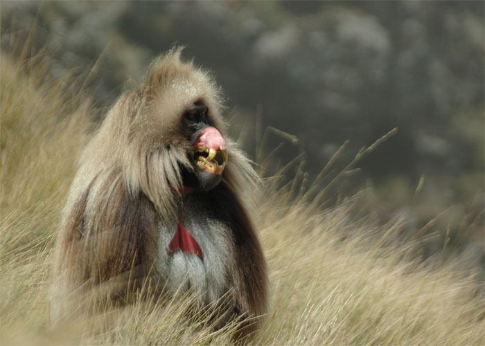 Gelada | The Life of Animals