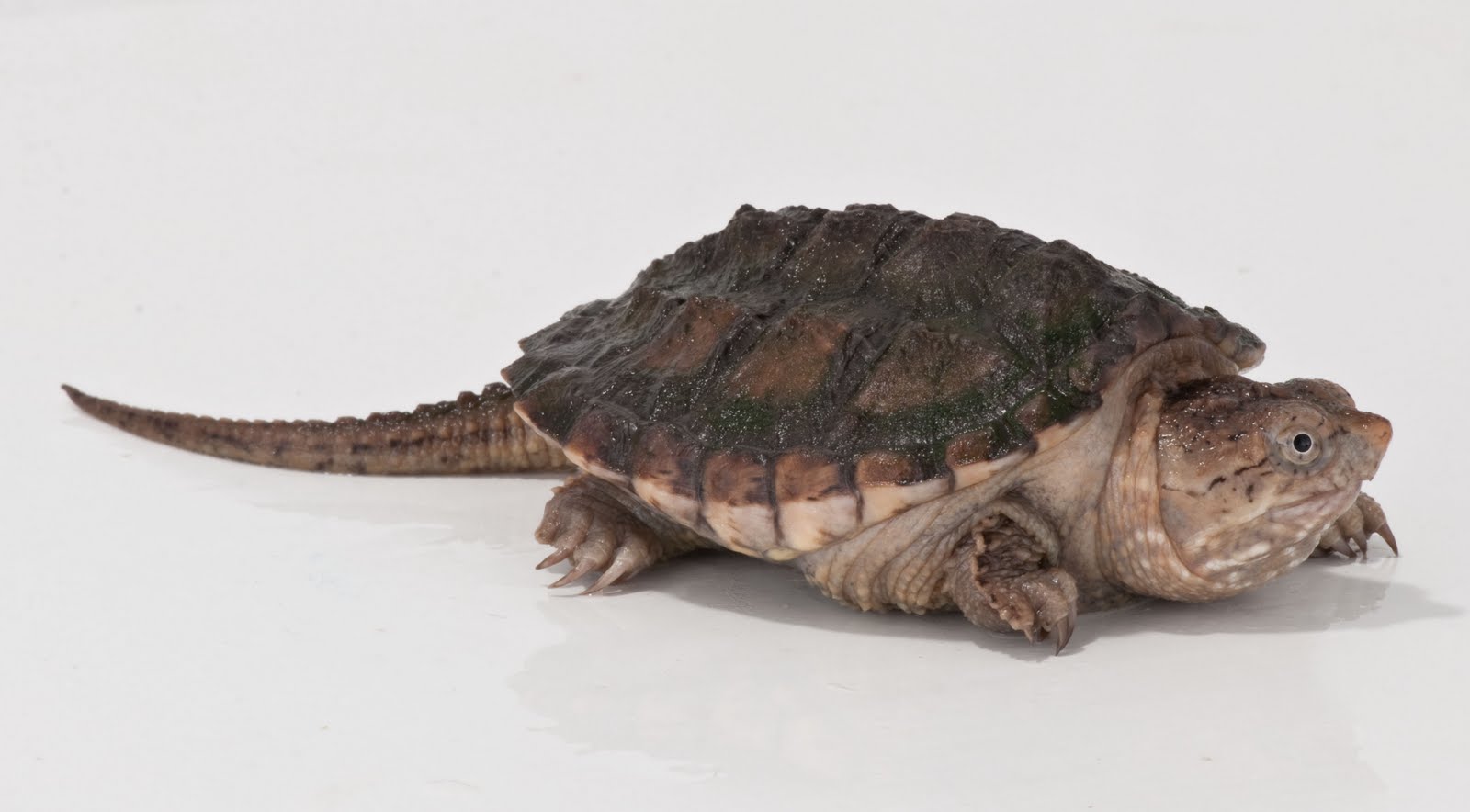 NOS PETITS FRERES LES ANIMAUX: Tortue serpentine NOS PETITS FRERES LES ANIMAUX: Tortue serpentine