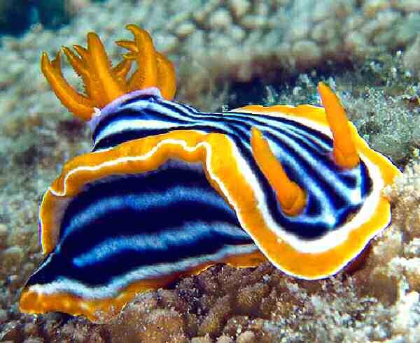 Sea Slug Toxin Kills Cancer