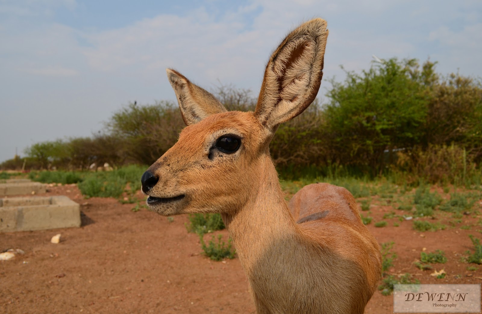 Dewein Photography: Naankuse Wildlife Sanctuary