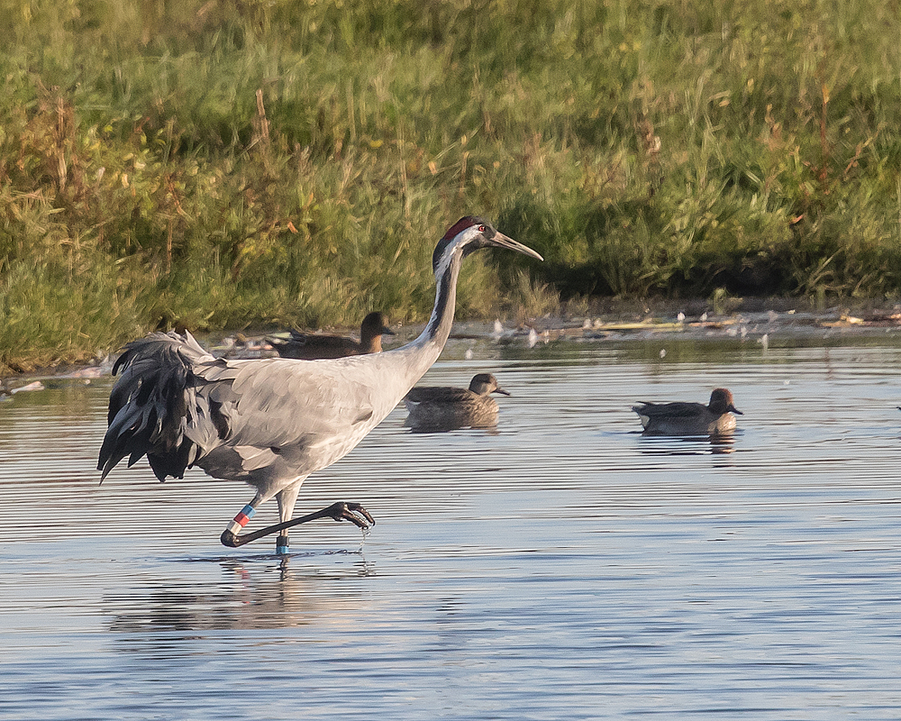 CAMBRIDGESHIRE BIRD CLUB GALLERY: Common Crane