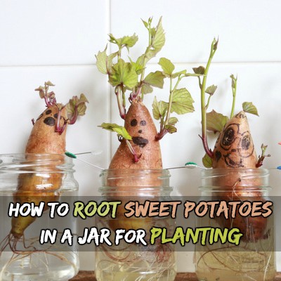 How to root sweet potatoes in a jar for planting