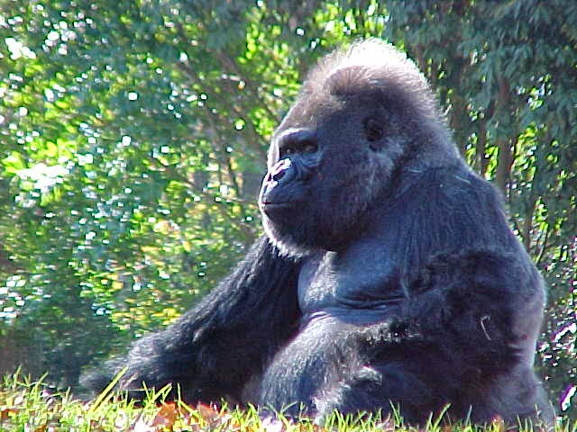 Willie B. - Alchetron, The Free Social Encyclopedia