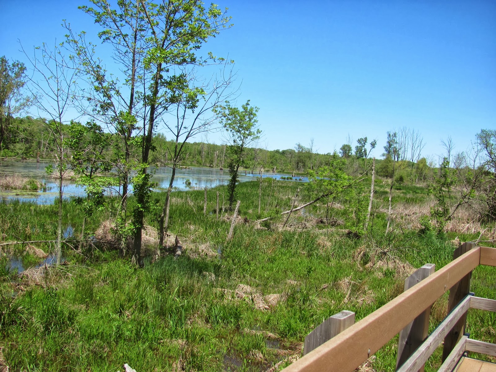Terri of the Trails: Walking the "Creepy Swamp": the Great Marsh Trail ...