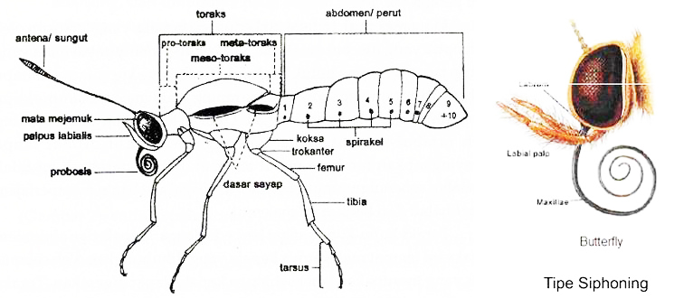 Pamacca: MORFOLOGI KUPU-KUPU