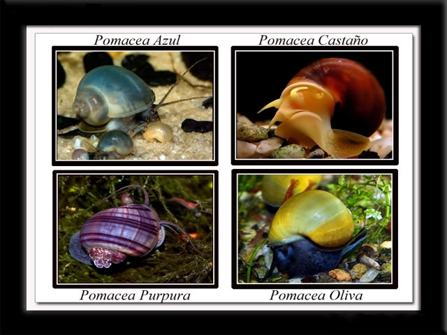 ACVARISTICA: Melci de apa Dulce